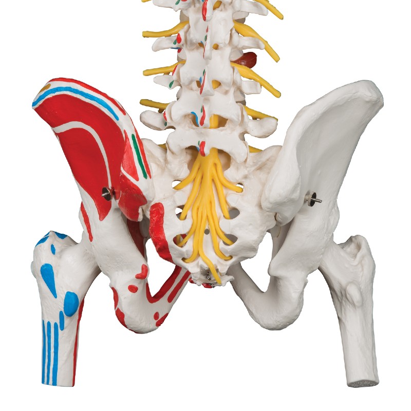 Deluxe Flexible Spine Model | Health and Care